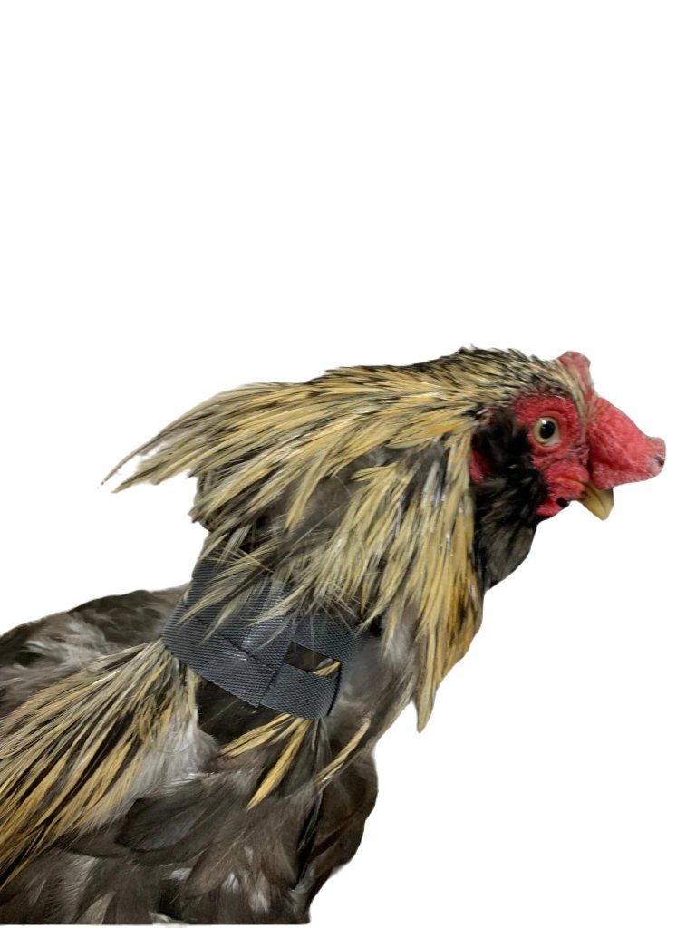 Rooster Collar | Volume Reduce | USA Made | Crazy K Farm – Crazy K Farm ...
